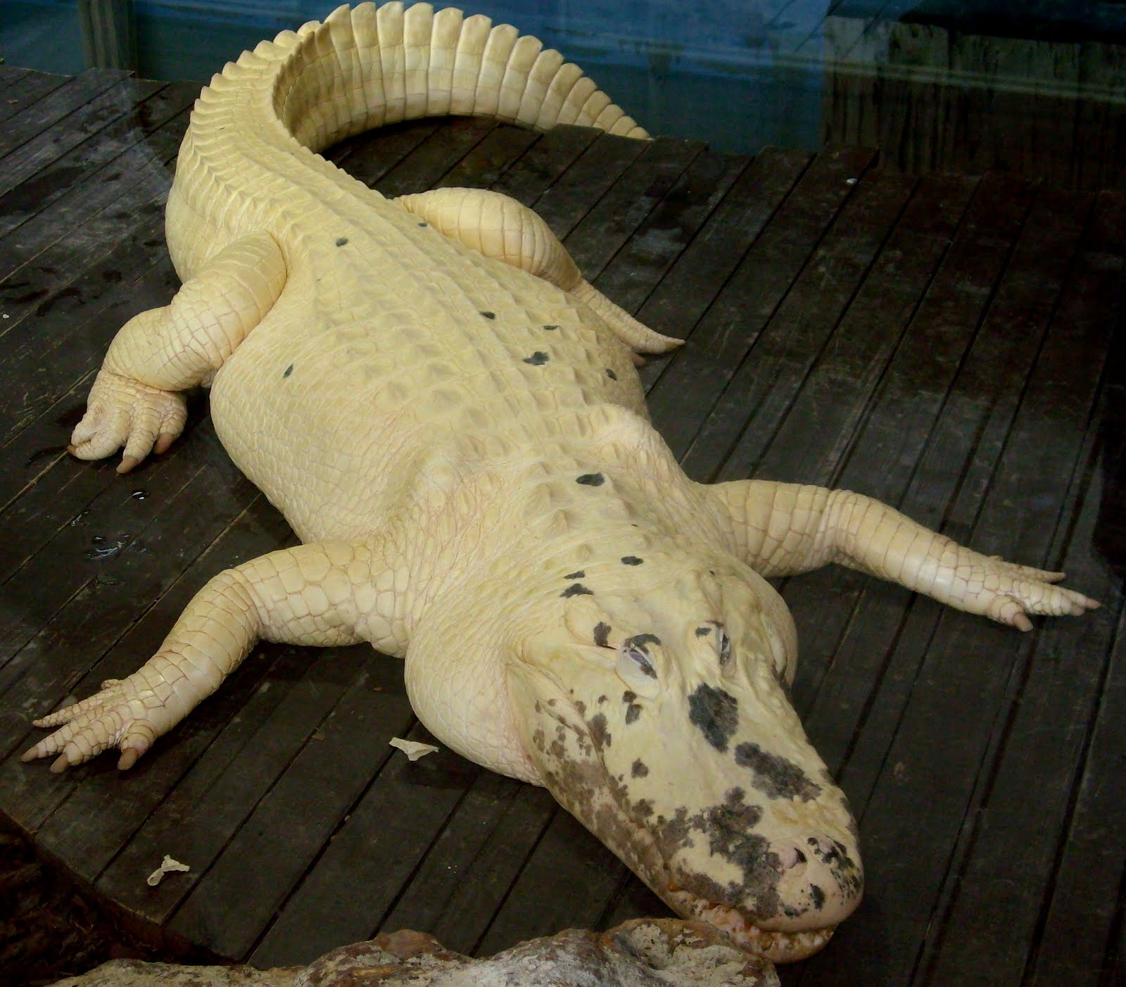 ZooZooReview: Gatorland Zoo