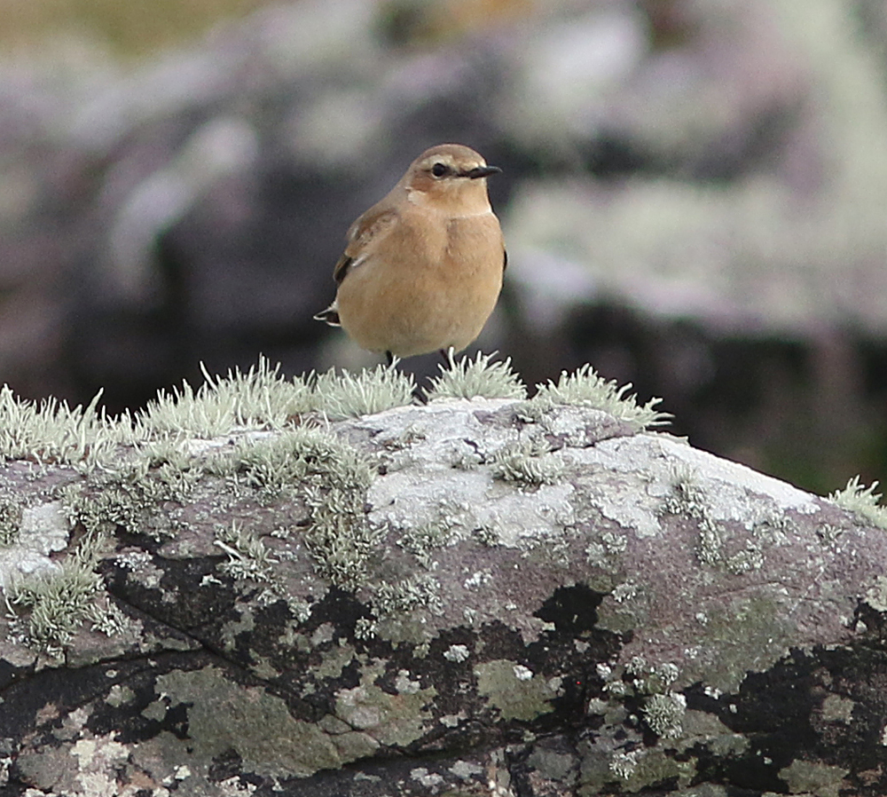 Kerry Birding: Two weeks on Bolus Head