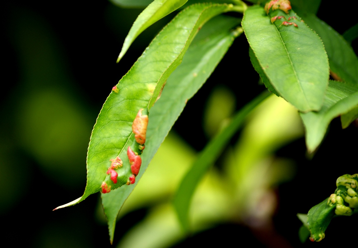 A photo, A thought............: Observation: Plant pathology...........