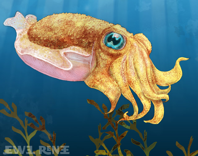 Jewel Renee Illustration: Cuttlefish Baby Illustration Finished