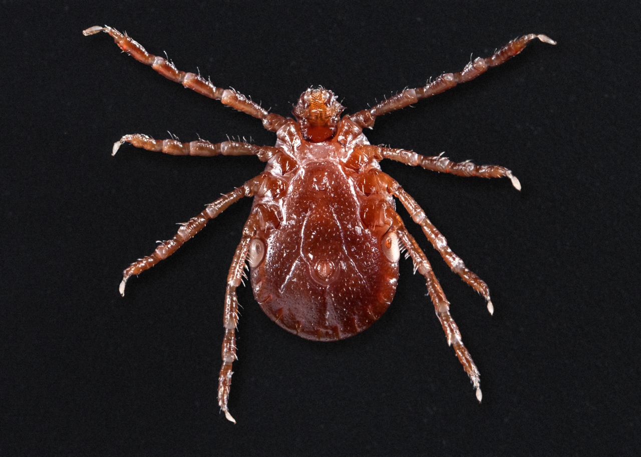 Nature and Biology Node: The Asian Longhorned Tick: Facts and Potential ...