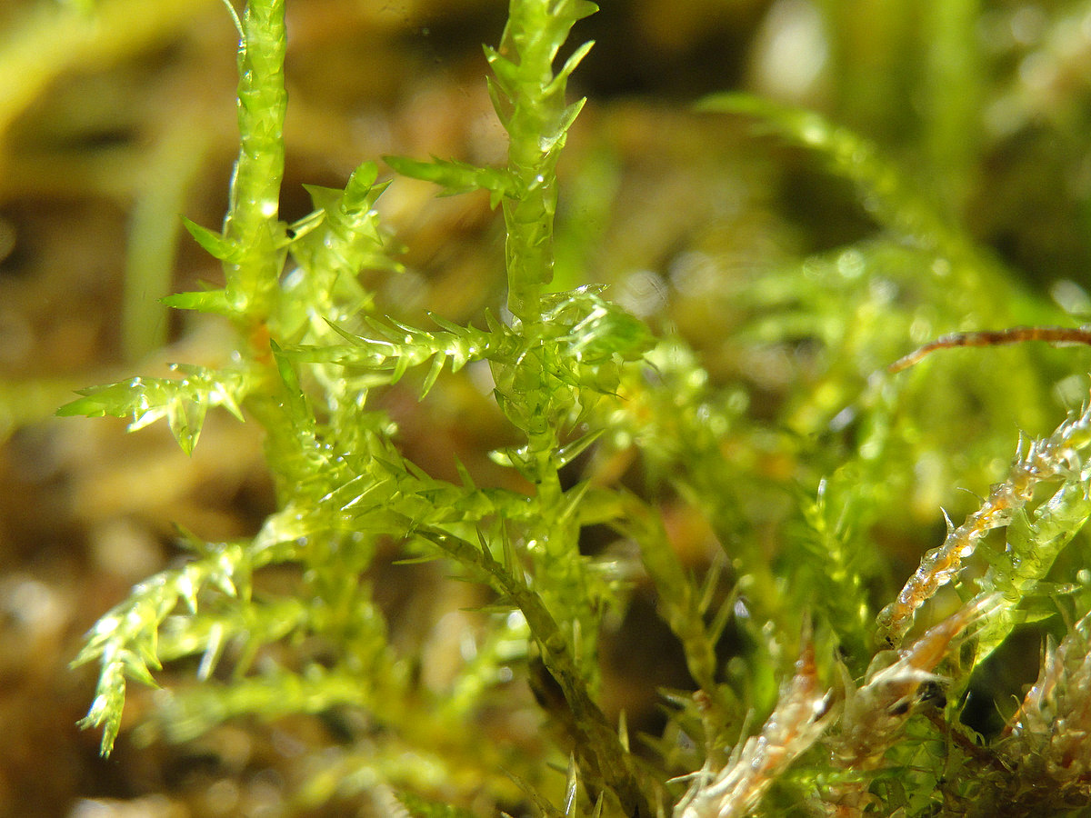 Wanderin' Weeta (With Waterfowl and Weeds): In a handful of moss