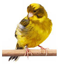 canary bird: PERSILANGAN KENARI, PARENTAL (P) DAN FELIAL (F)