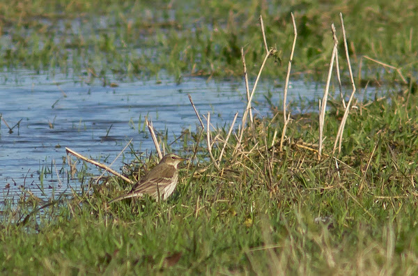 Weedon's World of Nature: Baston Fen Water Pipit