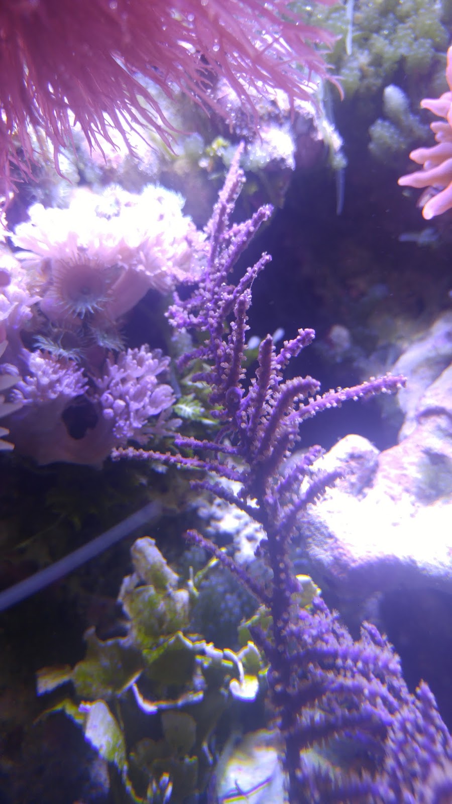 Marine Macro Algae For Sale: What is Available