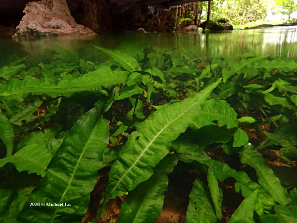The rainforests of Borneo & Southeast Asia: Freshwater underwater world ...