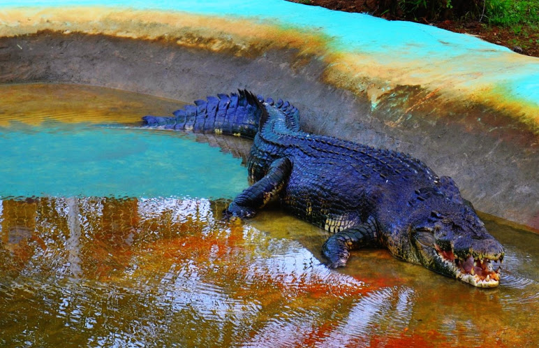 Agusan Del Sur: Bunawan Ecopark and Wildlife Reservation Center