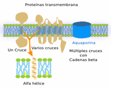 Biología Molecular: Proteínas integrales y estructurales.
