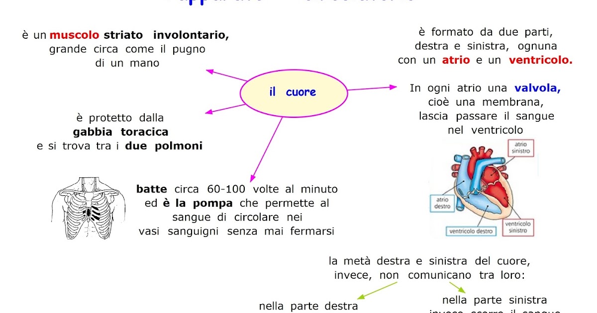 Paradiso delle mappe: L'apparato circolatorio: Il cuore