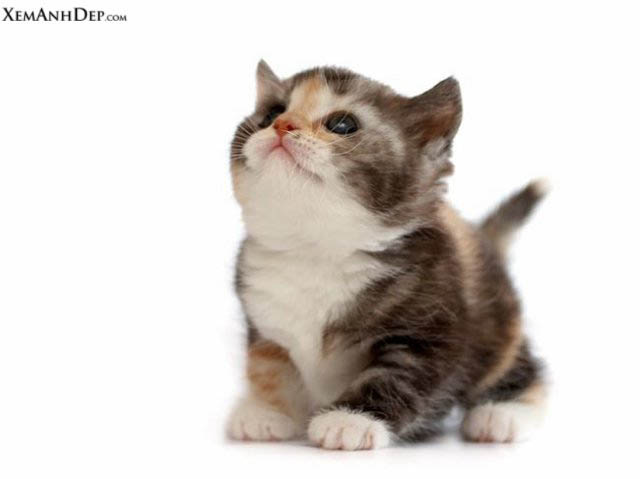 Cute Cats #3 | Cute Cats