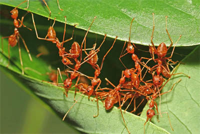 Semut Rangrang, Serangga yang Pandai Merangkai Daun | RE Tawon