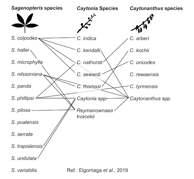 Fantastic Caytoniales and how to reconstruct them.