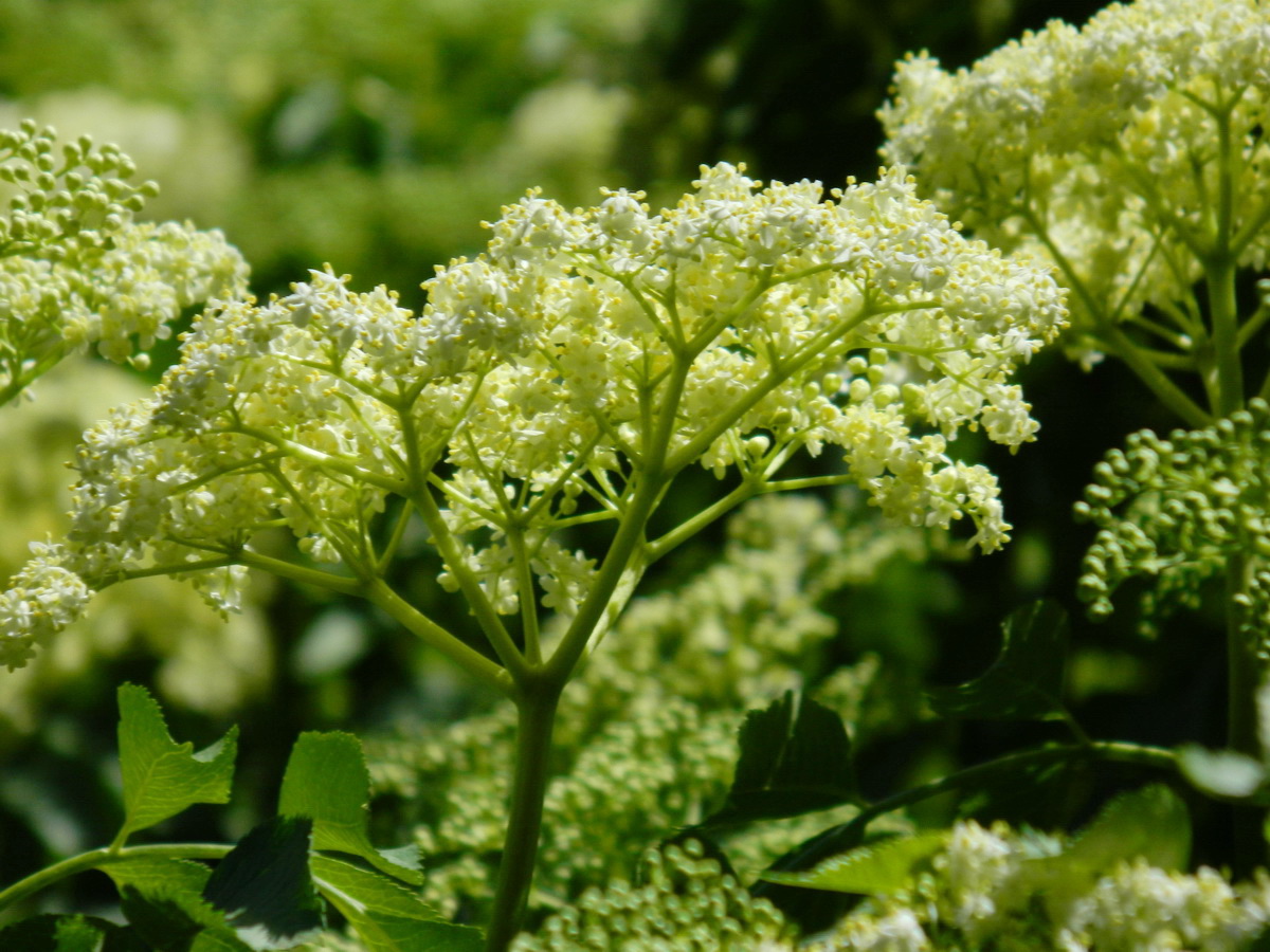 LA MULTI ANI, ROMANIA!: Flori de soc