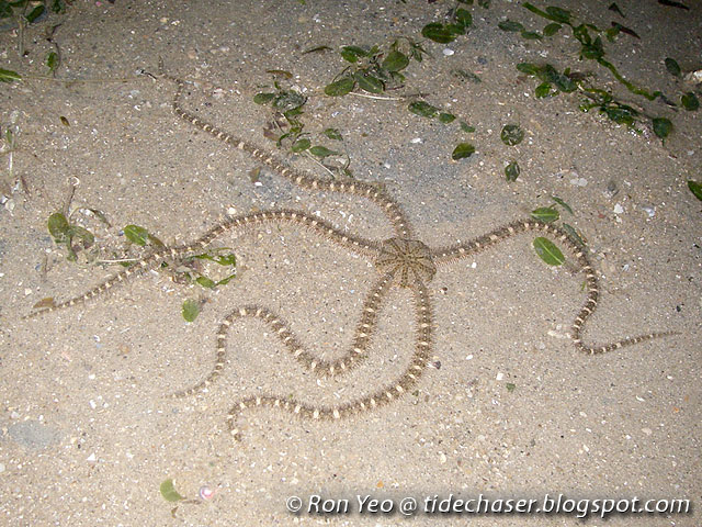 tHE tiDE cHAsER: Brittle Stars (Phylum Echinodermata: Class Ophiuroidea ...