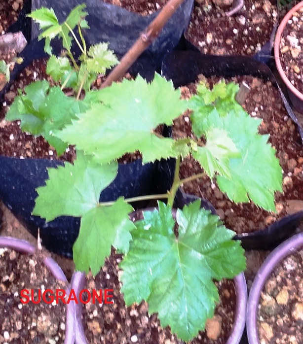 mams garden nursery: May 2017