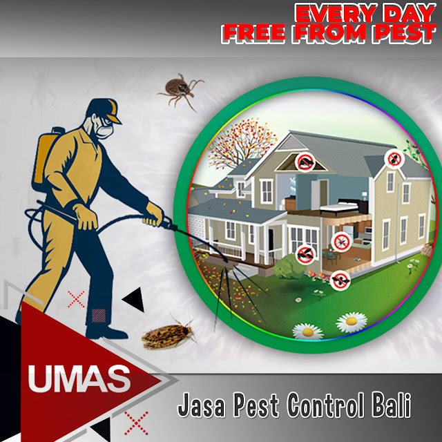 Jasa Pest Control Bali - 081 138 204 195