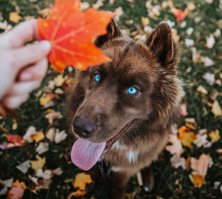 Beautiful Brown Wolf With Blue Eyes