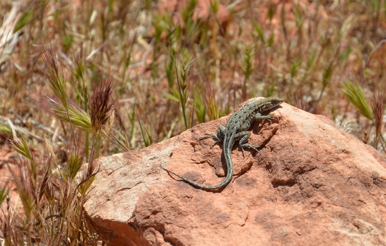 Lloyd Climbing Blog: Spring Break Bouldering at Red Rocks