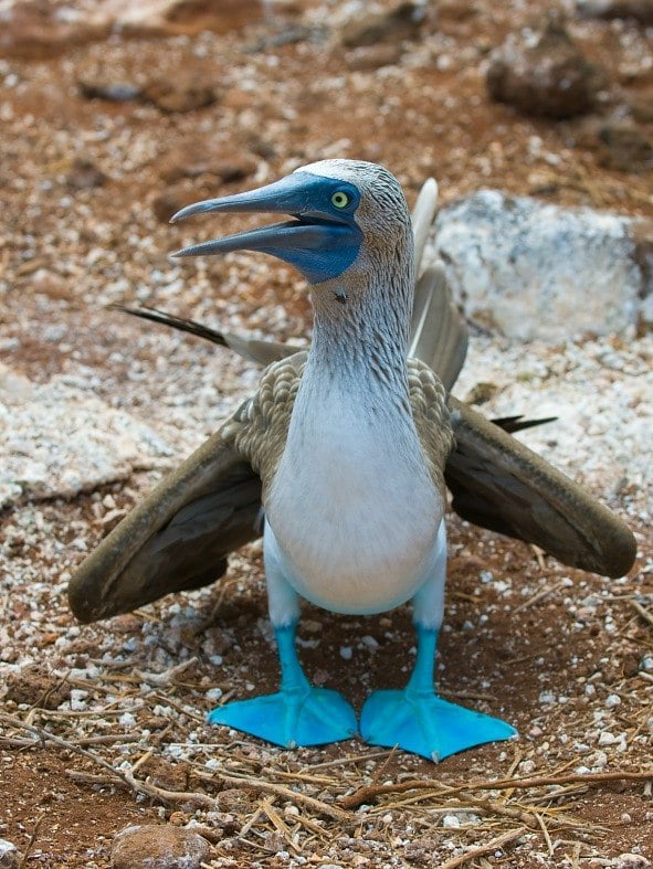 Patola ou atobá de patas azuis