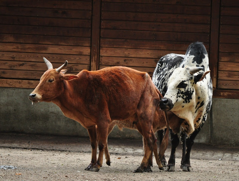 ZOOTOGRAFIANDO (6.096 ANIMALS): TORO, VACA, BUEY, WATUSI, CEBÚ / BULL ...