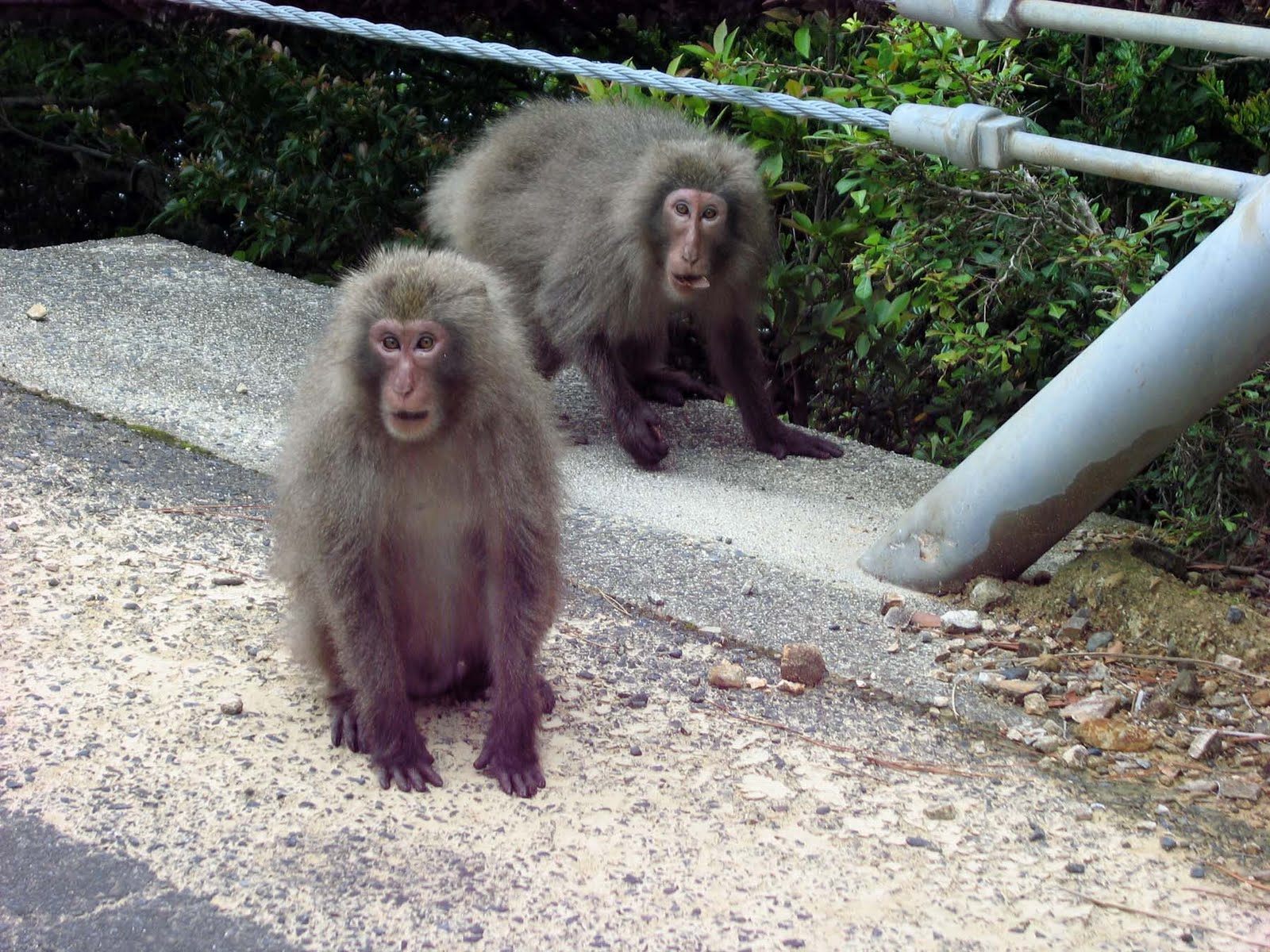 Okinawa Bound!: Our trip to Yakushima during Super Typhoon Songda
