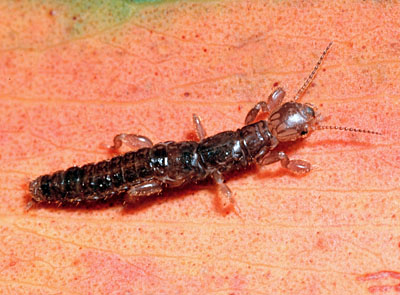 Webspinner - Insects Morphology