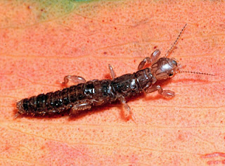 Webspinner - Insects Morphology