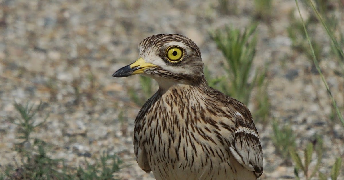 Pasión por las aves: Alcaraván común.(Burhinus oedicnemus)