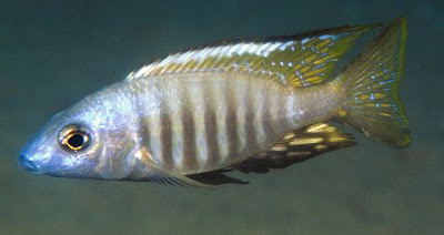 Alma d'Água: Peixes / Perciformes / Cichlidae / Malawi / Aulonocaras