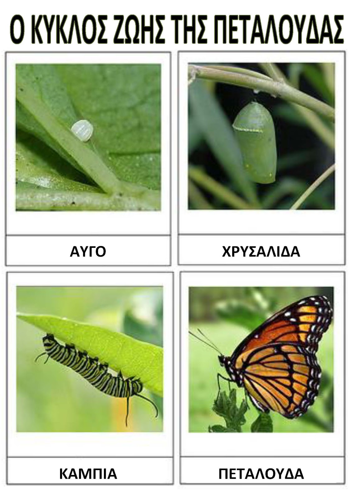 dreamskindergarten Το νηπιαγωγείο που ονειρεύομαι !: Ο κύκλος ζωής της ...