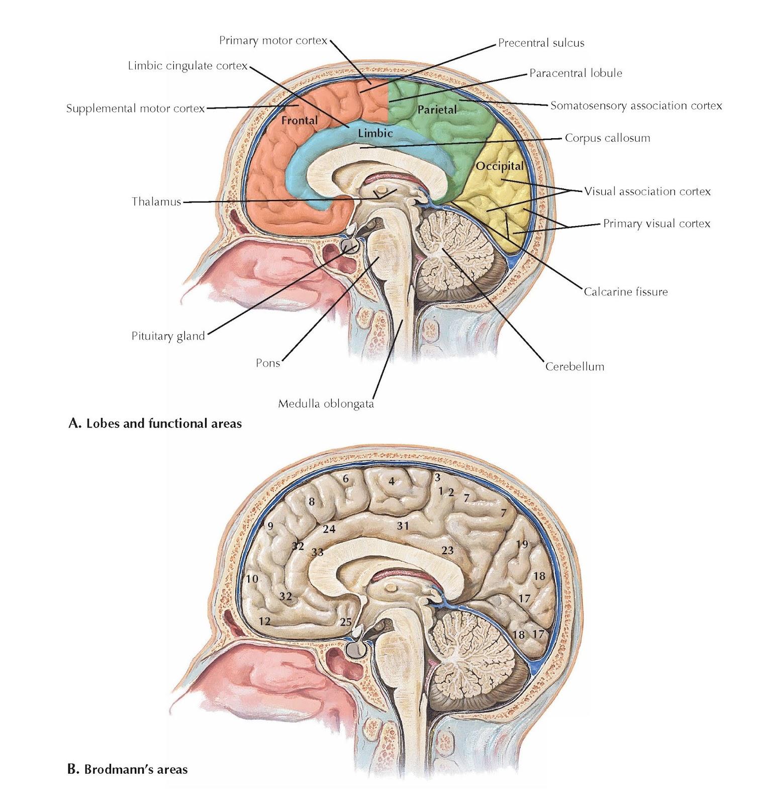 Medial Surface Of The Brain Pediagenosis