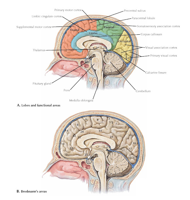 MEDIAL SURFACE OF THE BRAIN - pediagenosis