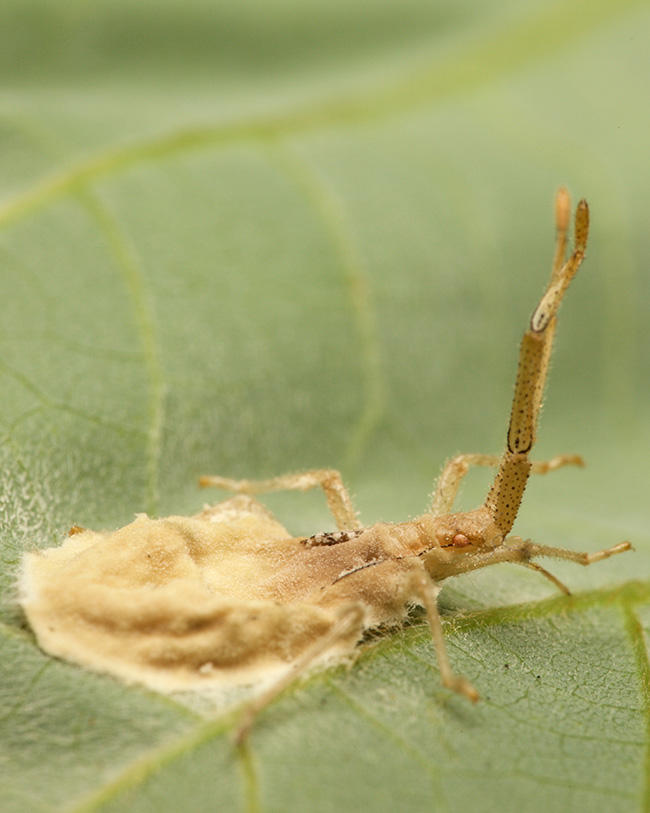ムシをデザインしたのはダレ？: 適当にディフューザー2