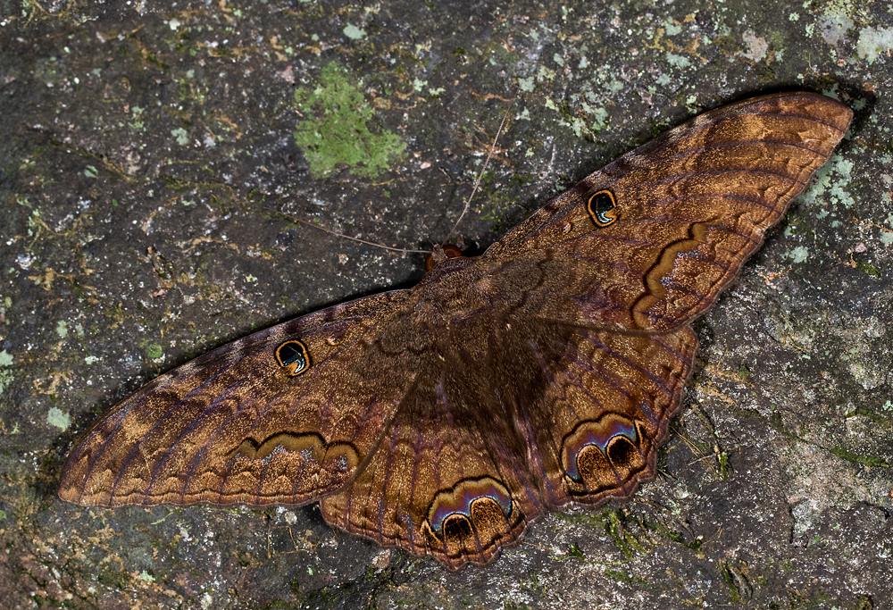 Borboletas e Mariposas: Ascalapha odorata (Linnaeus, 1758)