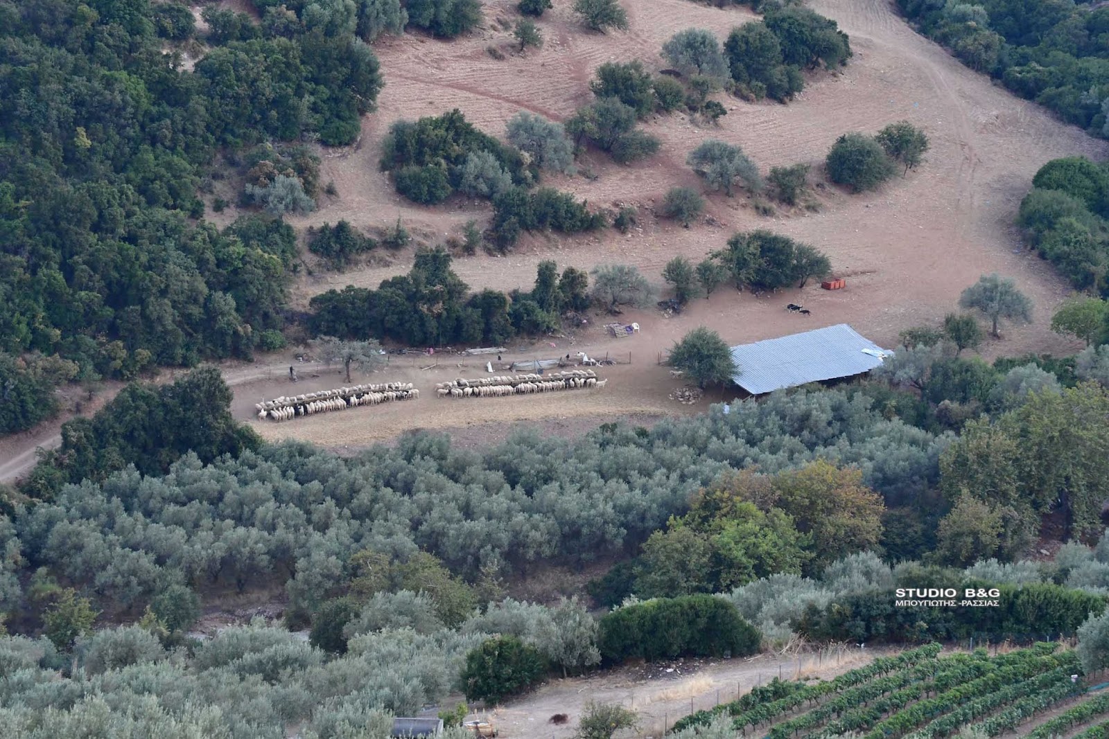 Φωτογραφία: ΑΡΓΟΛΙΔΑ: ΠΡΟΒΑΤΑ.