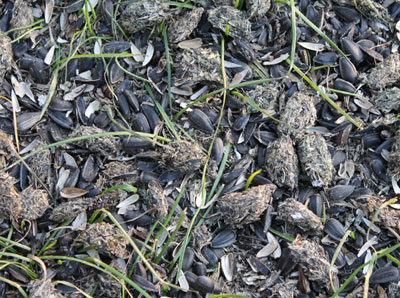 Fiacré's spade: Brussels sprouts and possum poop