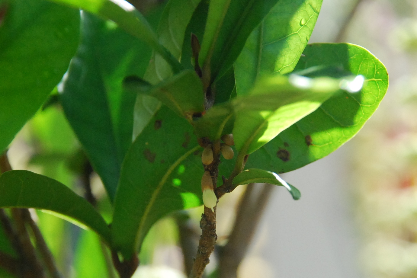 My little vegetable garden: Miracle berry is ripening
