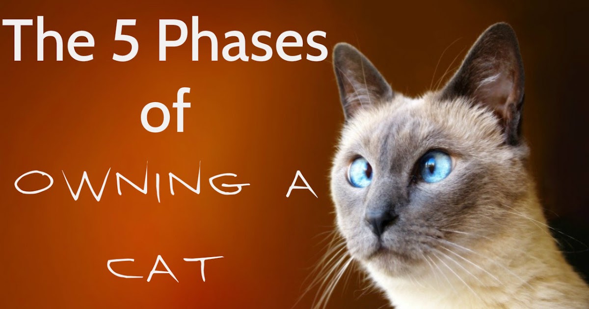The 5 Phases of Owning a Cat