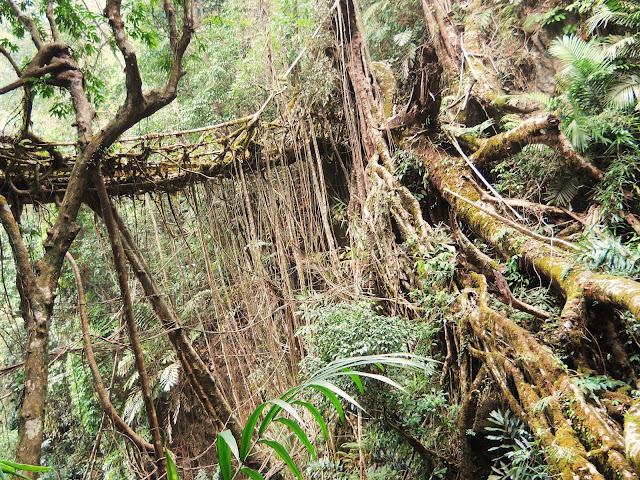 evenfewergoats: The Undiscovered Living Root Bridges of Meghalaya Part ...