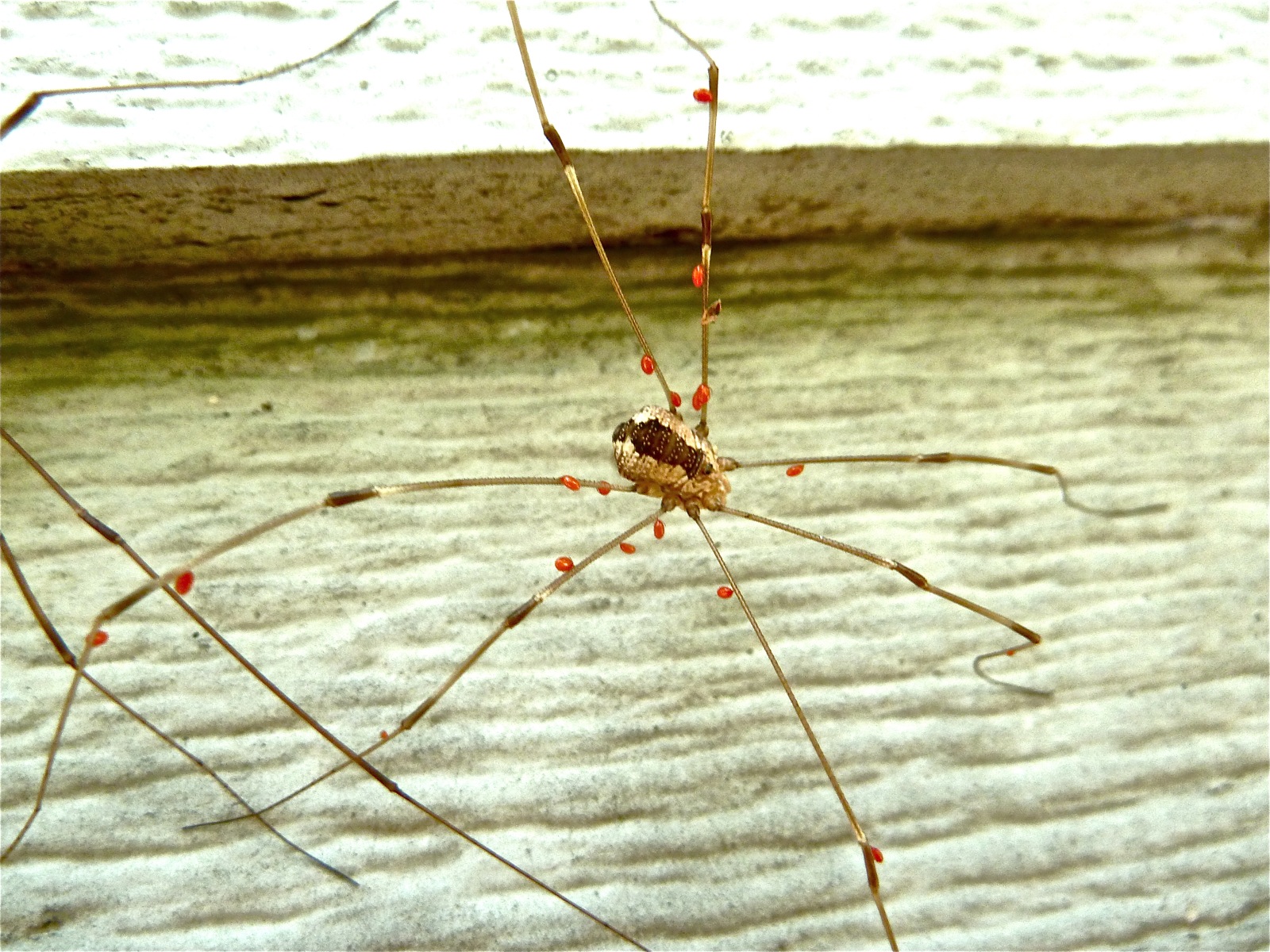 Springfield Plateau: Harvestman