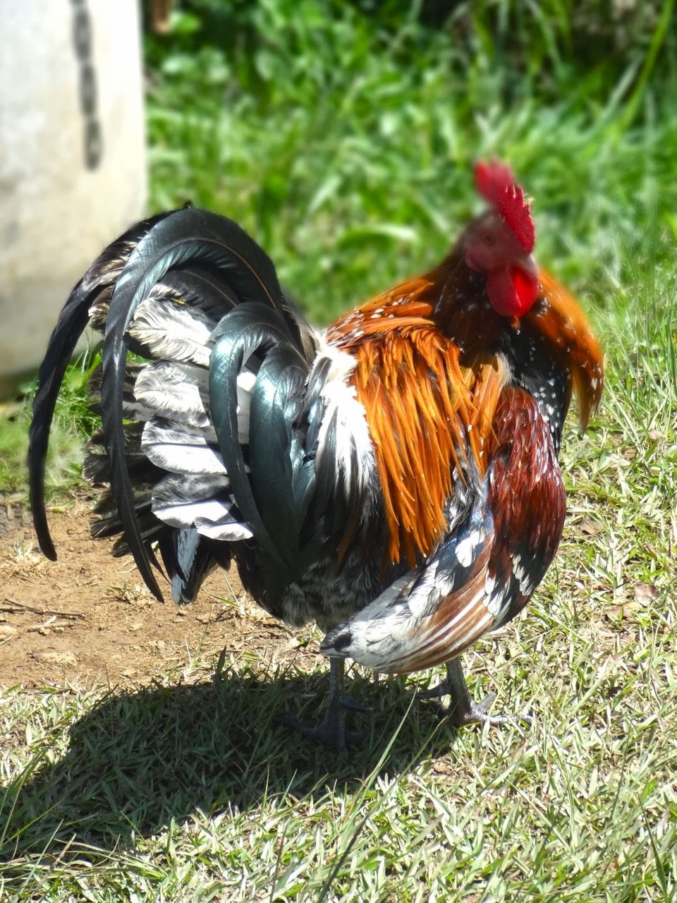 Scrumpdillyicious: Kaua'i: The Garden Isle of the South Pacific