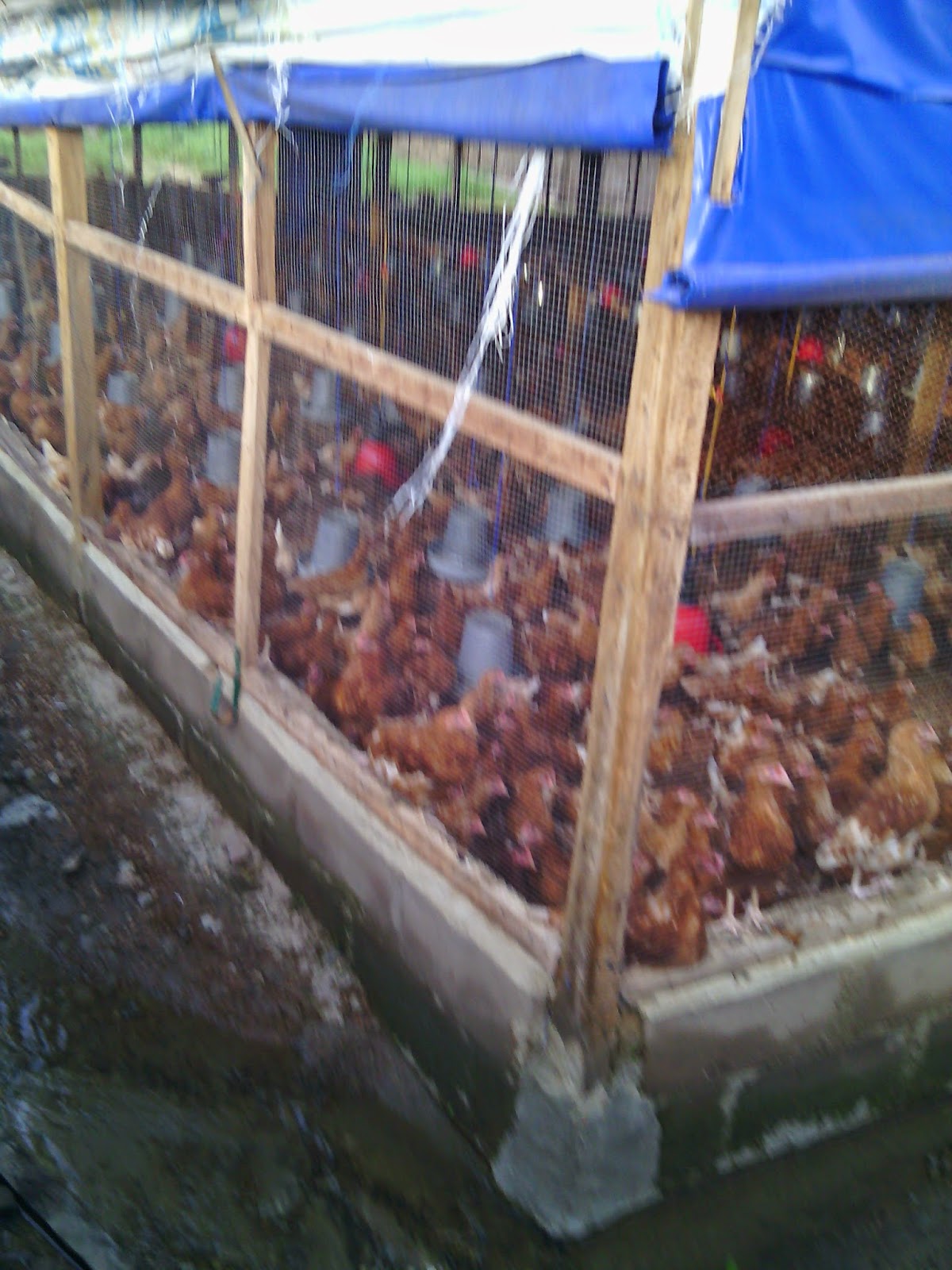 A typical Poultry Farm in Nigeria (Pictures of Poultry Farm)