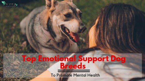 Top Emotional Support Dog Breeds to Promote Mental Health