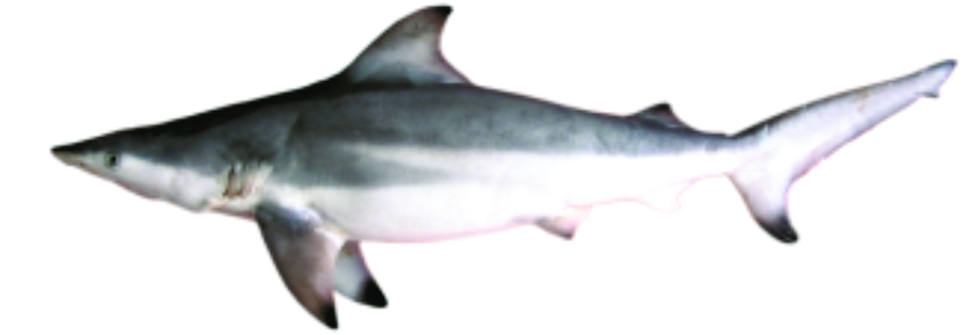 Jenis - Jenis Ikan Hiu Yang Ada di Indonesia (Part 2) - Lalaukan