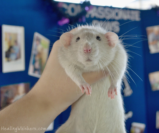Healing Whiskers: NAMIWalks Rome, Ga: Rats are Stigma Free