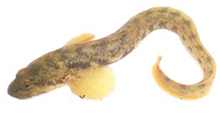 Eelpout - Fishes