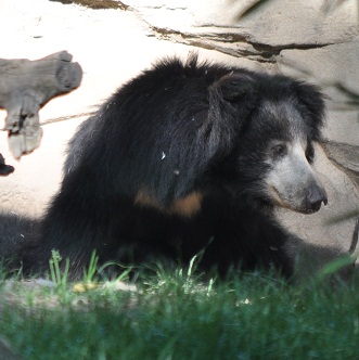 ZOOTOGRAFIANDO (6.100 ANIMALS): OSO BEZUDO / SLOTH BEAR (Melursus ursinus)