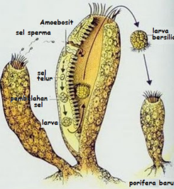 Catatan prestasi Guru Biologi: Porifera
