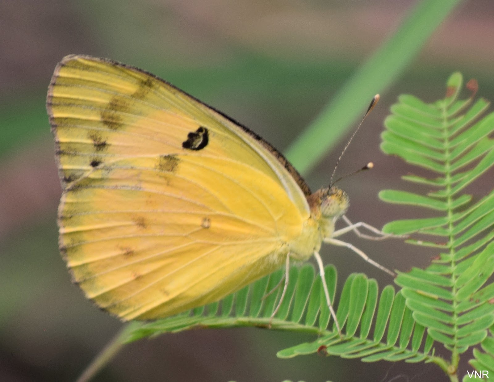 Large Salmon Arab / Colotis fausta