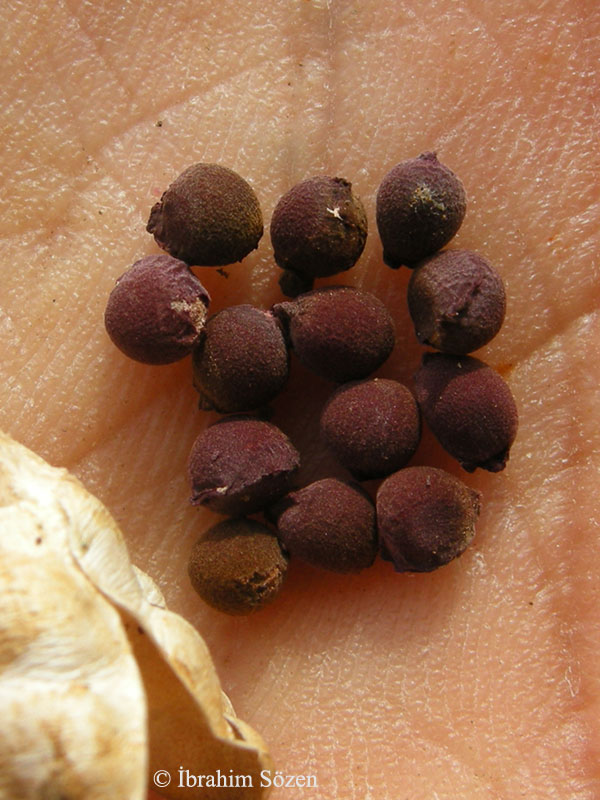 The Country Of Crocuses: Crocus mathewii